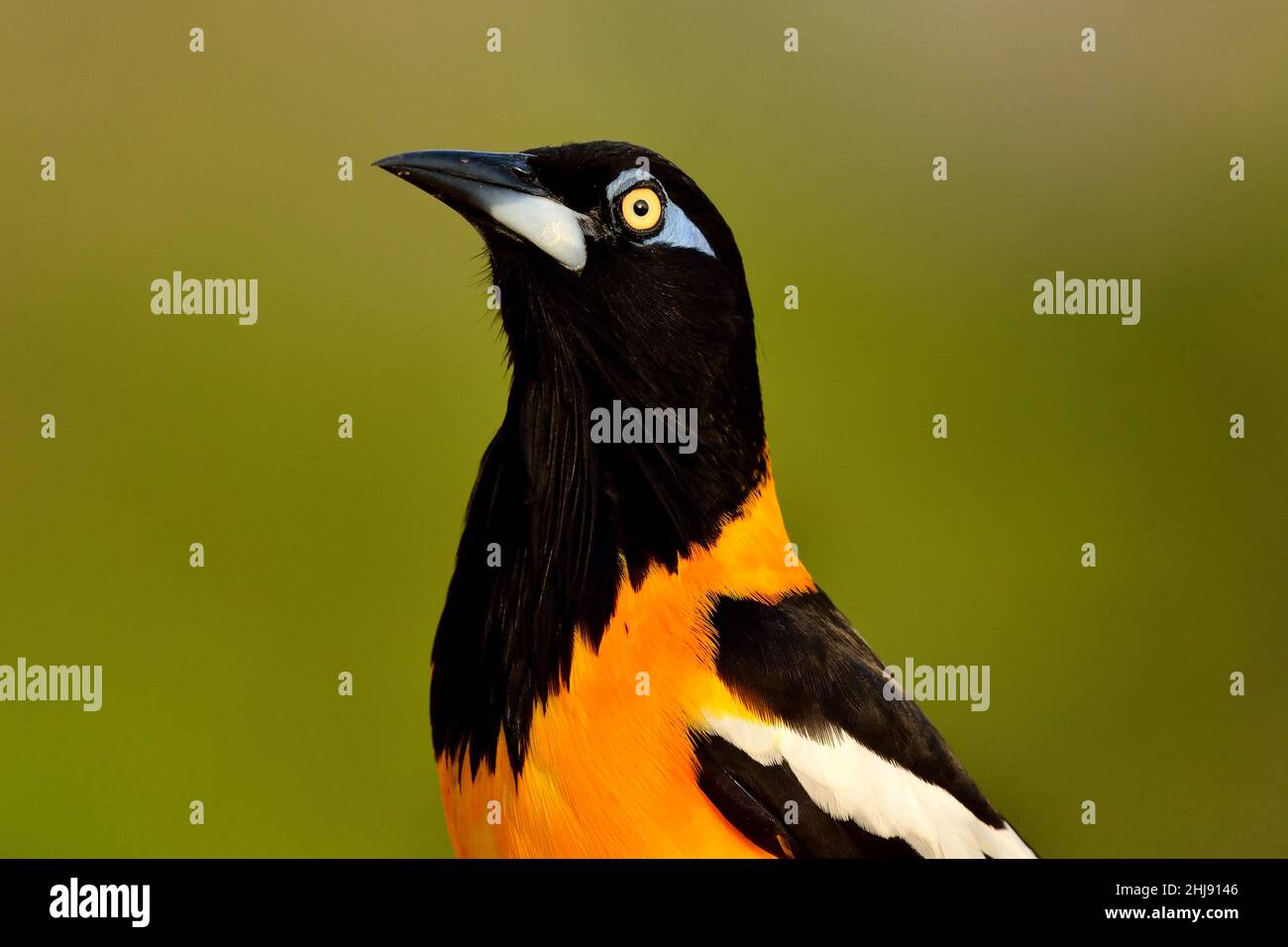 Orange-Trupial, Weißflügeltrupial, Venezuelan troupial, Icterus icterus ...