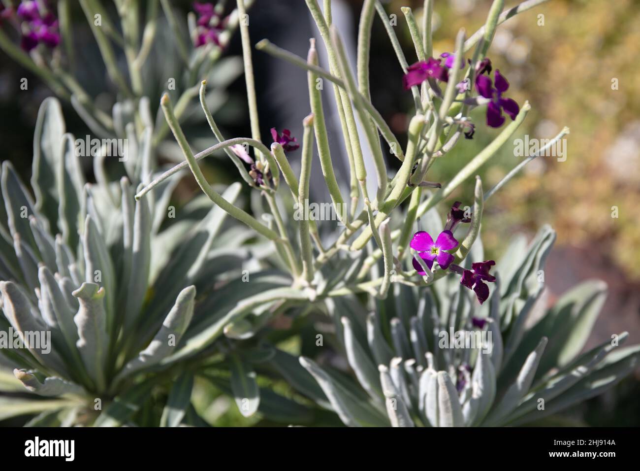 Pink wild Flowers of Sea Stock ( Matthiola sinuata Stock Photo - Alamy