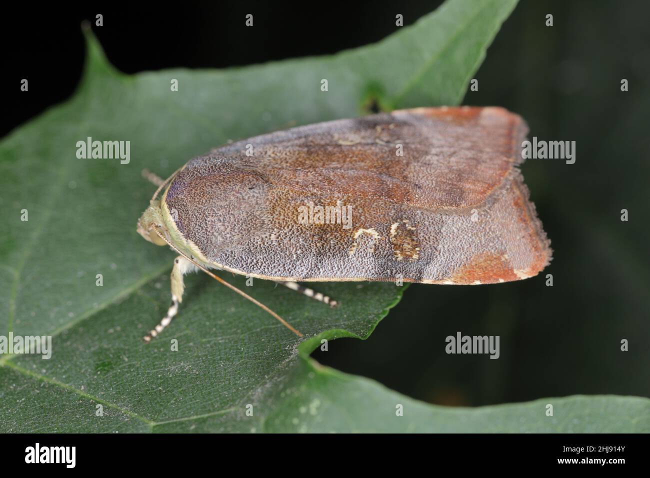 Closeup on a Lesser Broad-bordered Yellow Underwing moth - Noctua ...