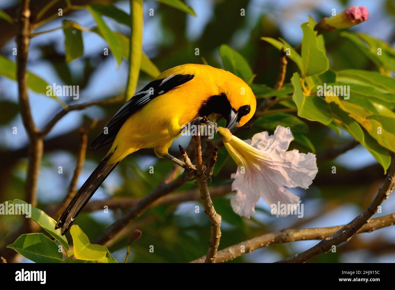 Orangebrust trupial hi-res stock photography and images - Alamy