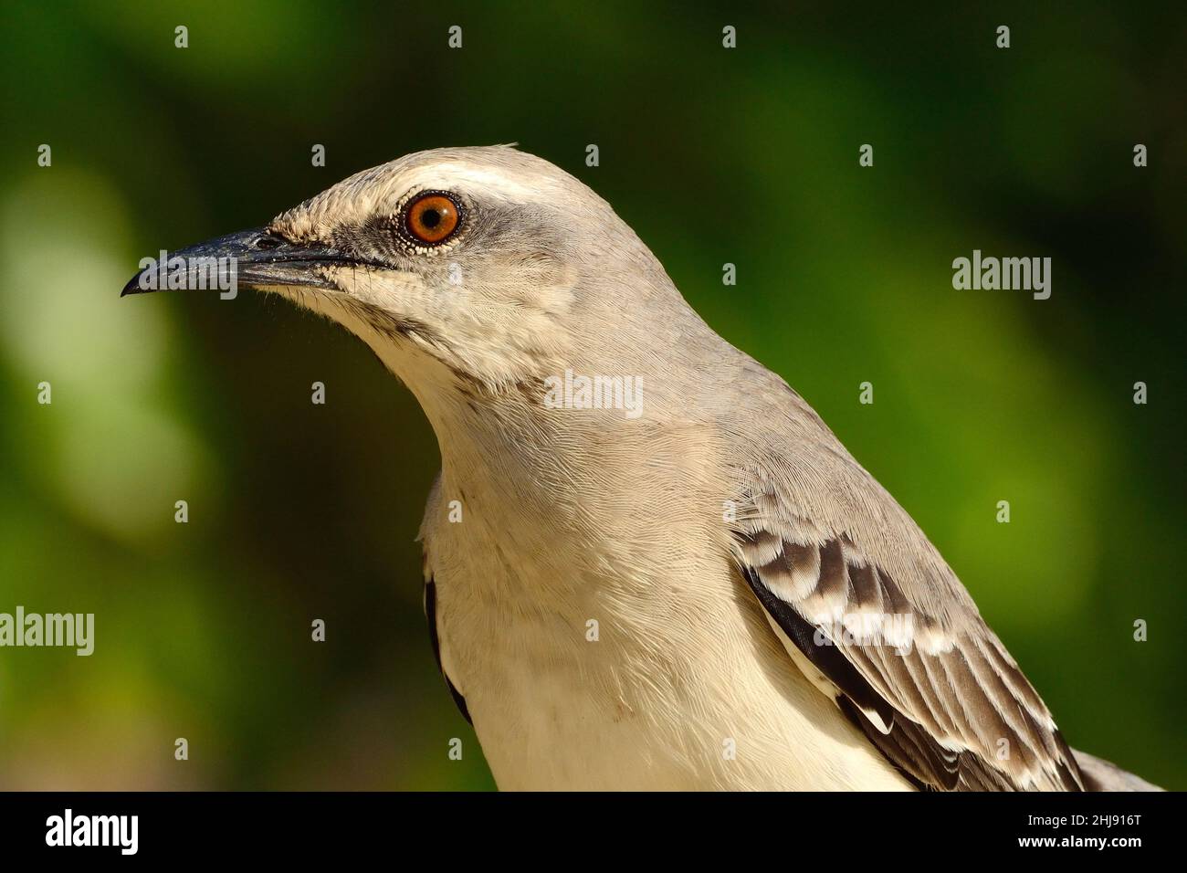 Tropen-Spottdrossel, tropical mockingbird, Mimus gilvus rostratus ...