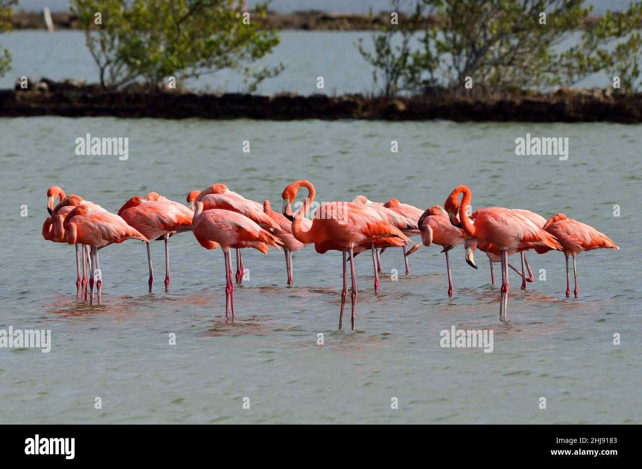 Kuba-Flamingo, Karibik-Flamingo, Caribbean flamingo, American flamingo ...