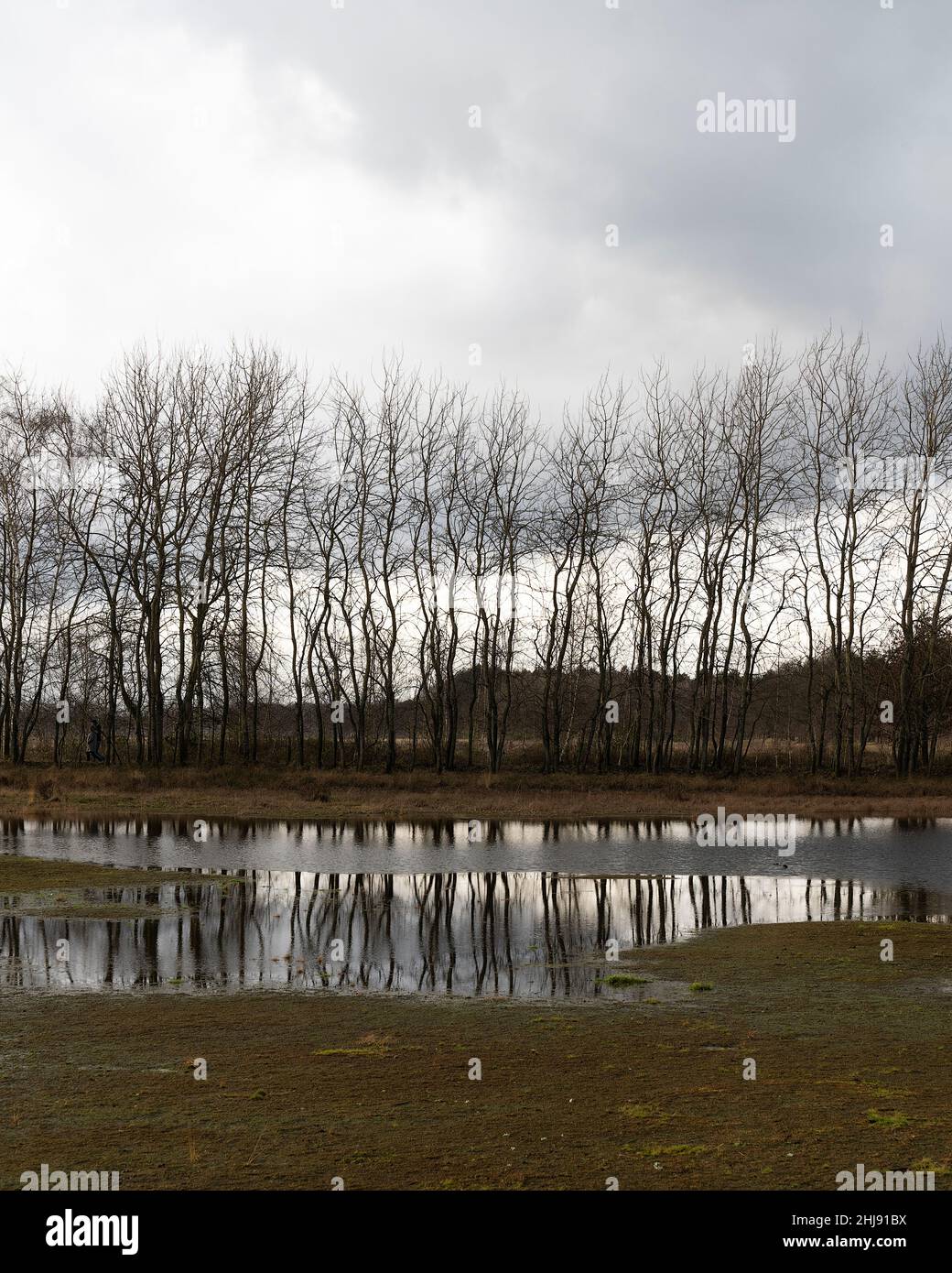 A Pond or mere with a swamp like appearance at sunset on a rainy day ...