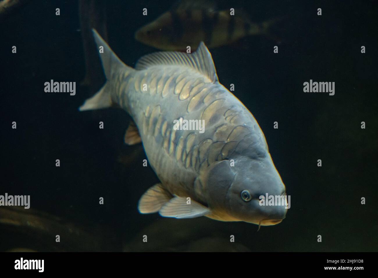 Large adult mirror carp in a aquarium Stock Photo - Alamy