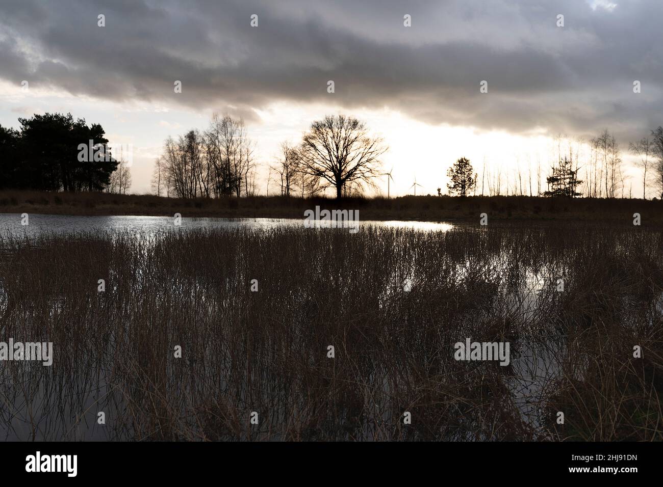 A Pond or mere with a swamp like appearance at sunset on a rainy day ...