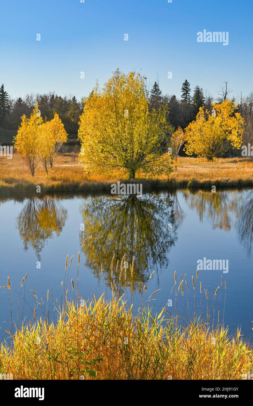 Fall colour, Broadmoor Lake Park, Sherwood Park, Alberta, Canada Stock ...