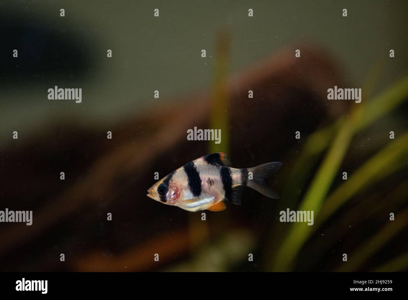tiger barbs in a aquarium Stock Photo - Alamy