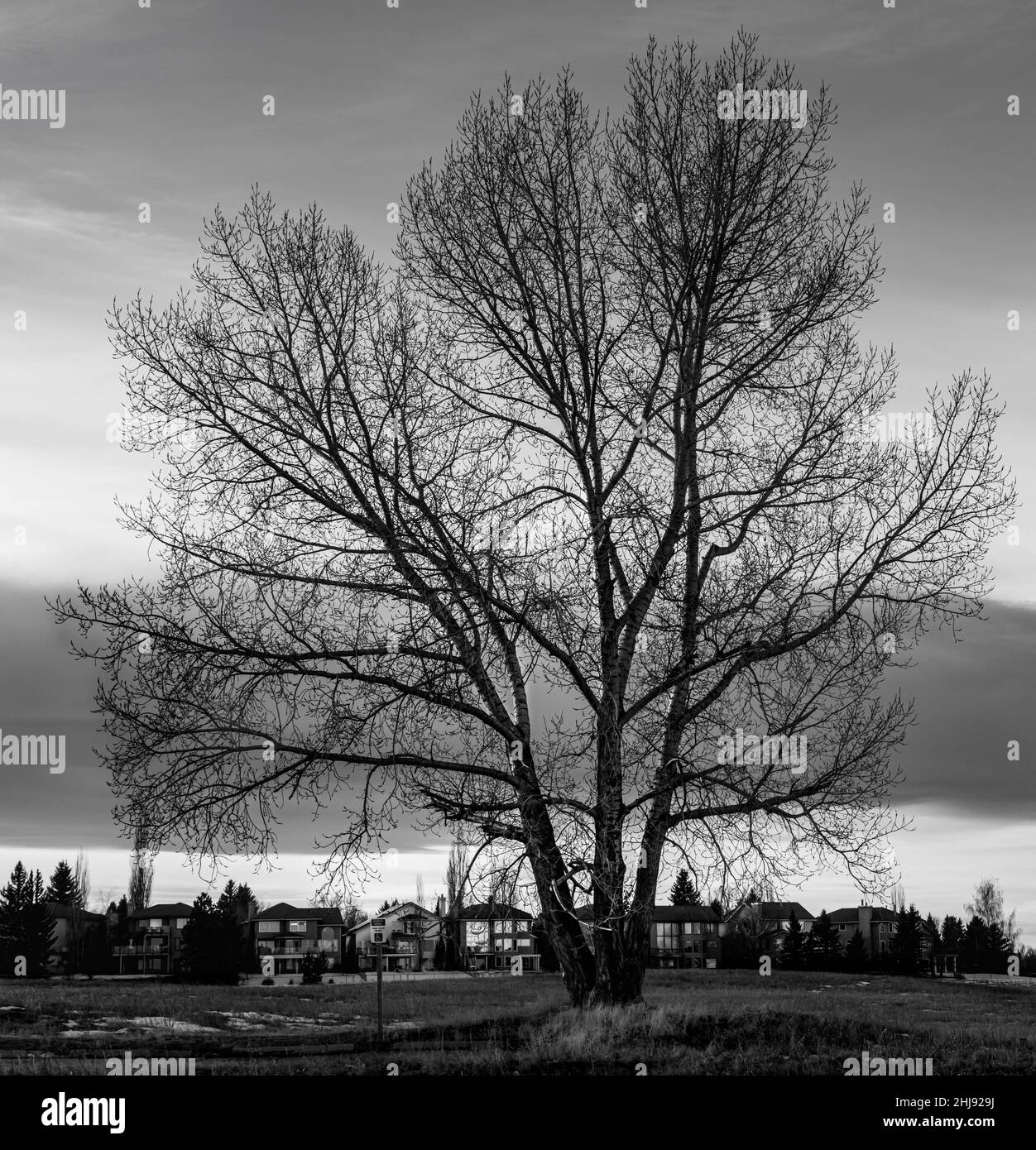 Black and White tree on the field, photography shooted in fish creek provincial park, Calgary ...