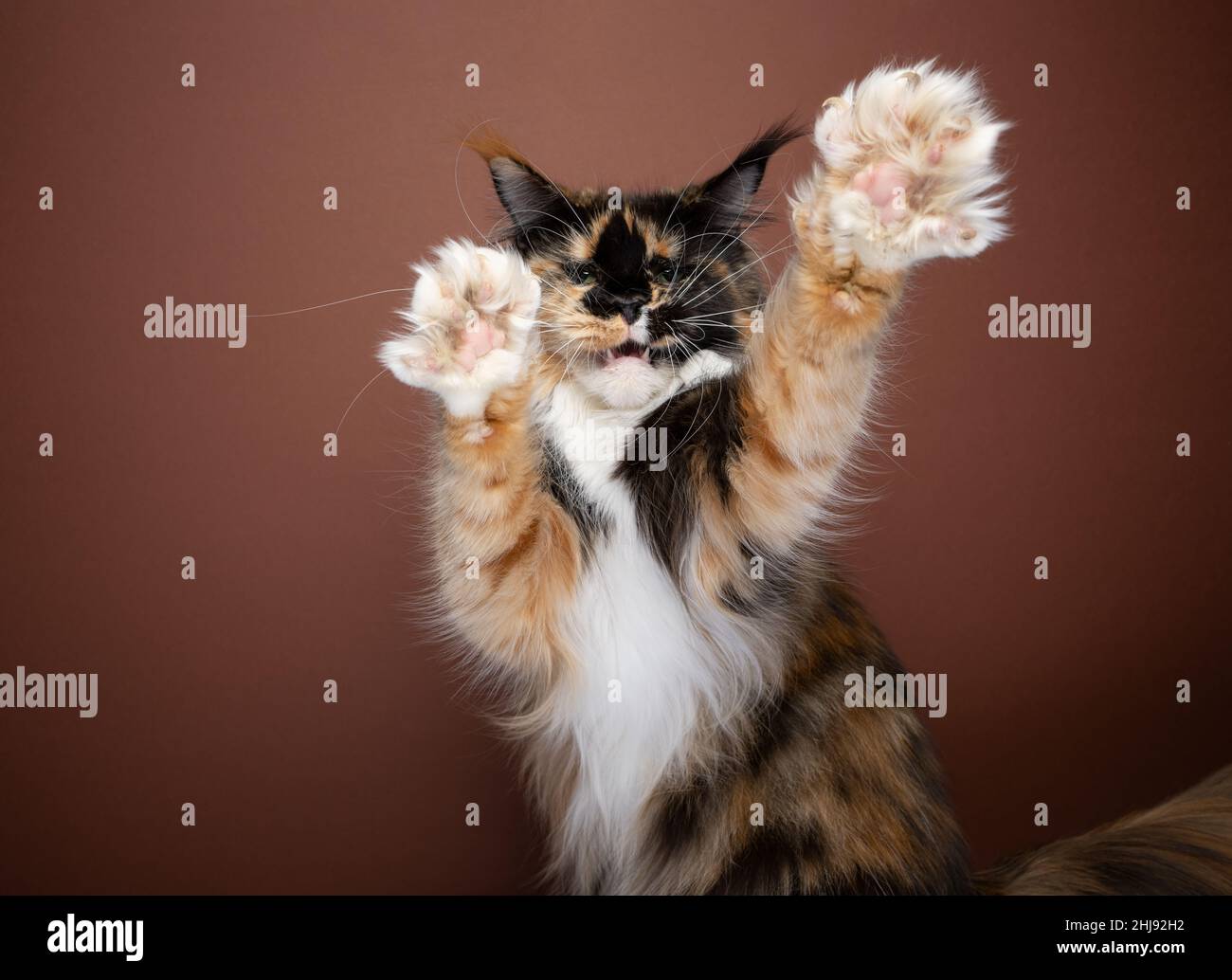 calico white maine coon cat playing raising fluffy paws looking at ...