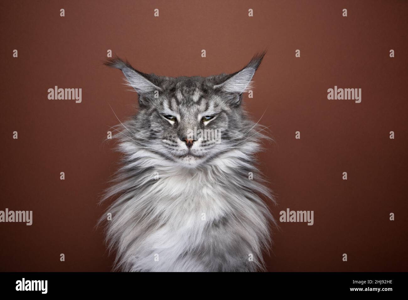 angry or displeased silver tabby maine coon cat portrait looking at ...