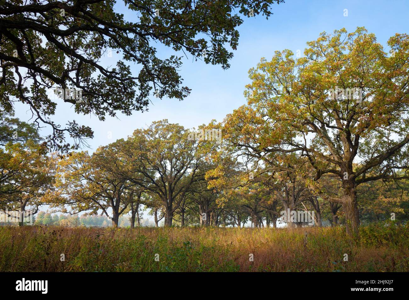 Oak trees in a field with a little fog on a bright autumn morning Stock ...