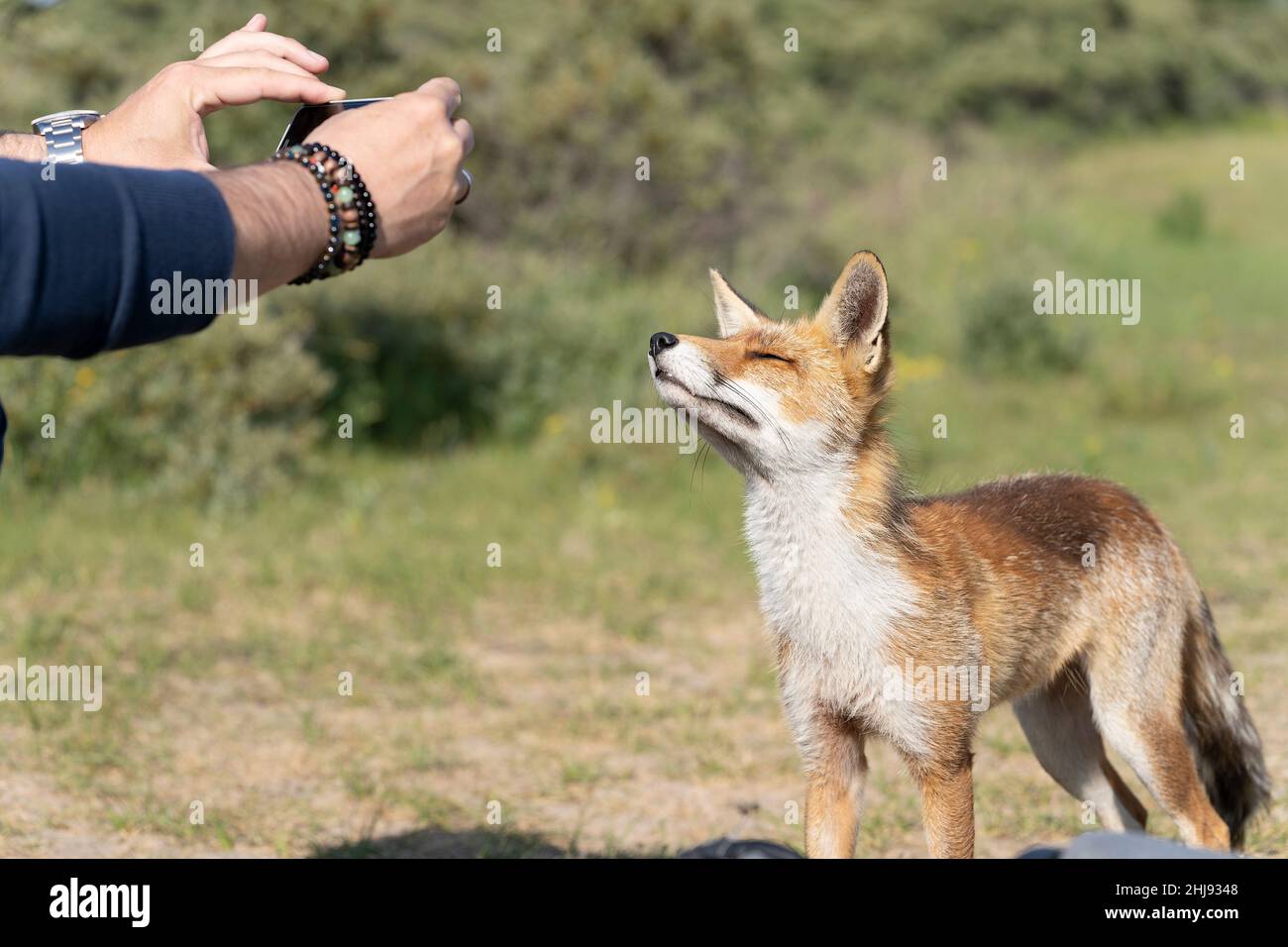 Young wild Red Fox, the largest of the true foxes, posing calmly for a ...