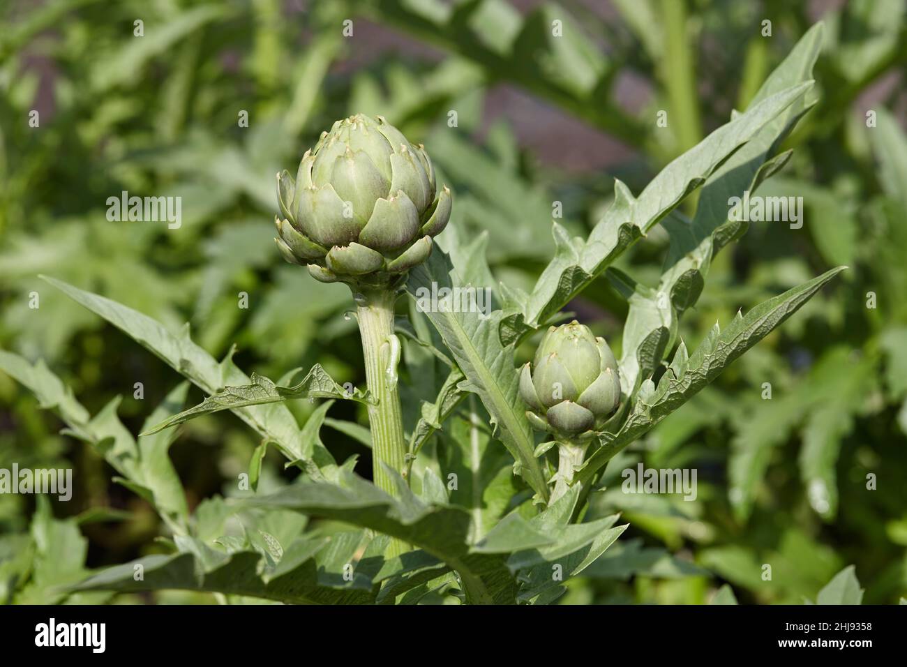 Green globe artichokes growing in a field Stock Photo - Alamy