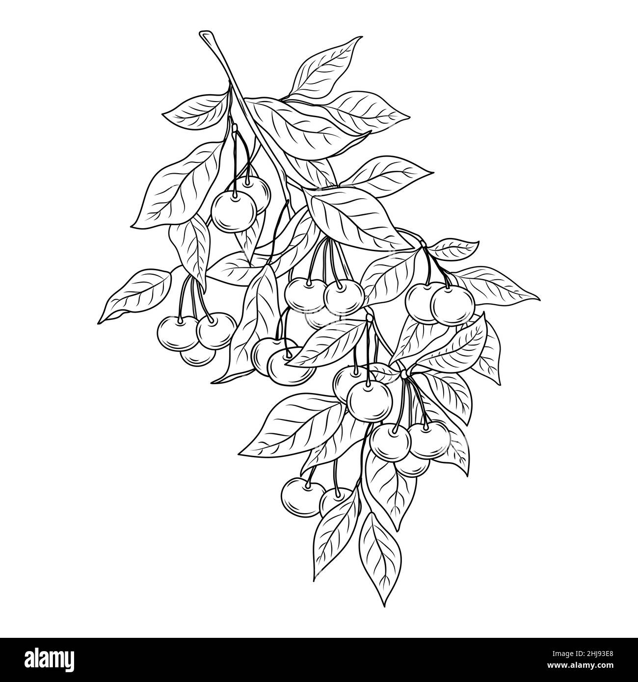Branch wild cherry natural Stock Vector Images - Alamy