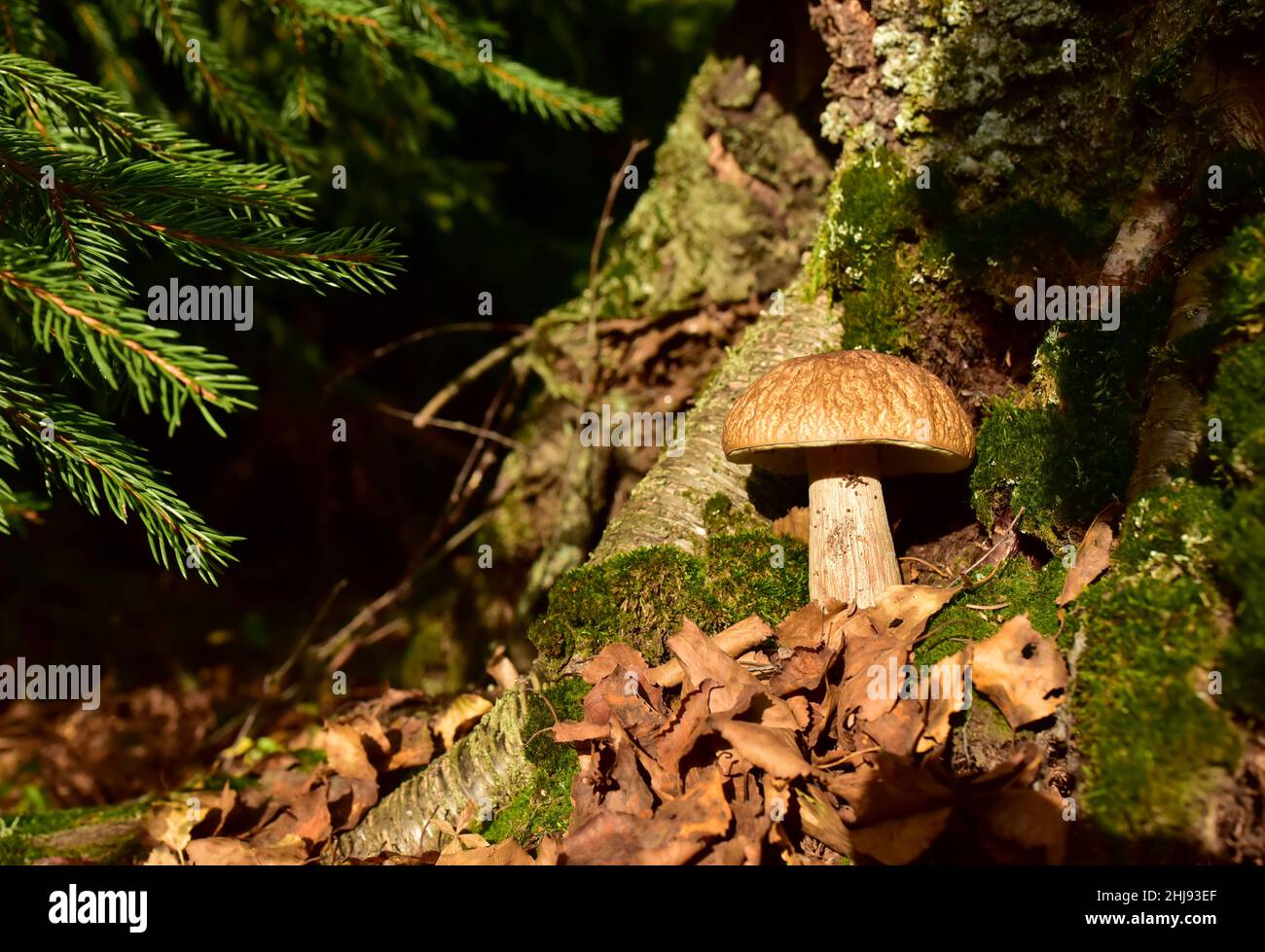 Porcini Cep in forest. Fungal Mycelium and Bolete mushrooms in ...