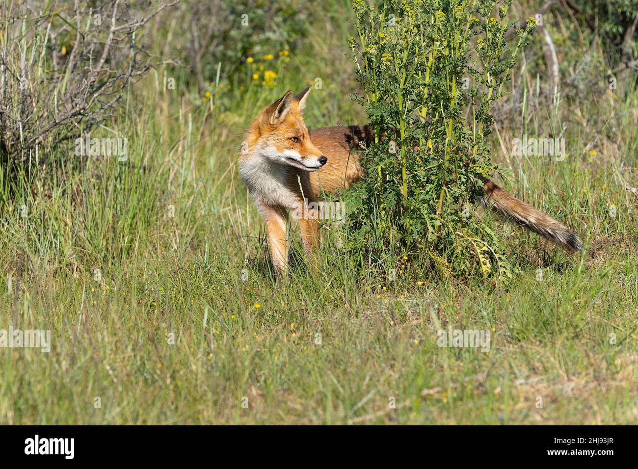 Young Red Fox, the largest of the true foxes, standing behind a bush ...
