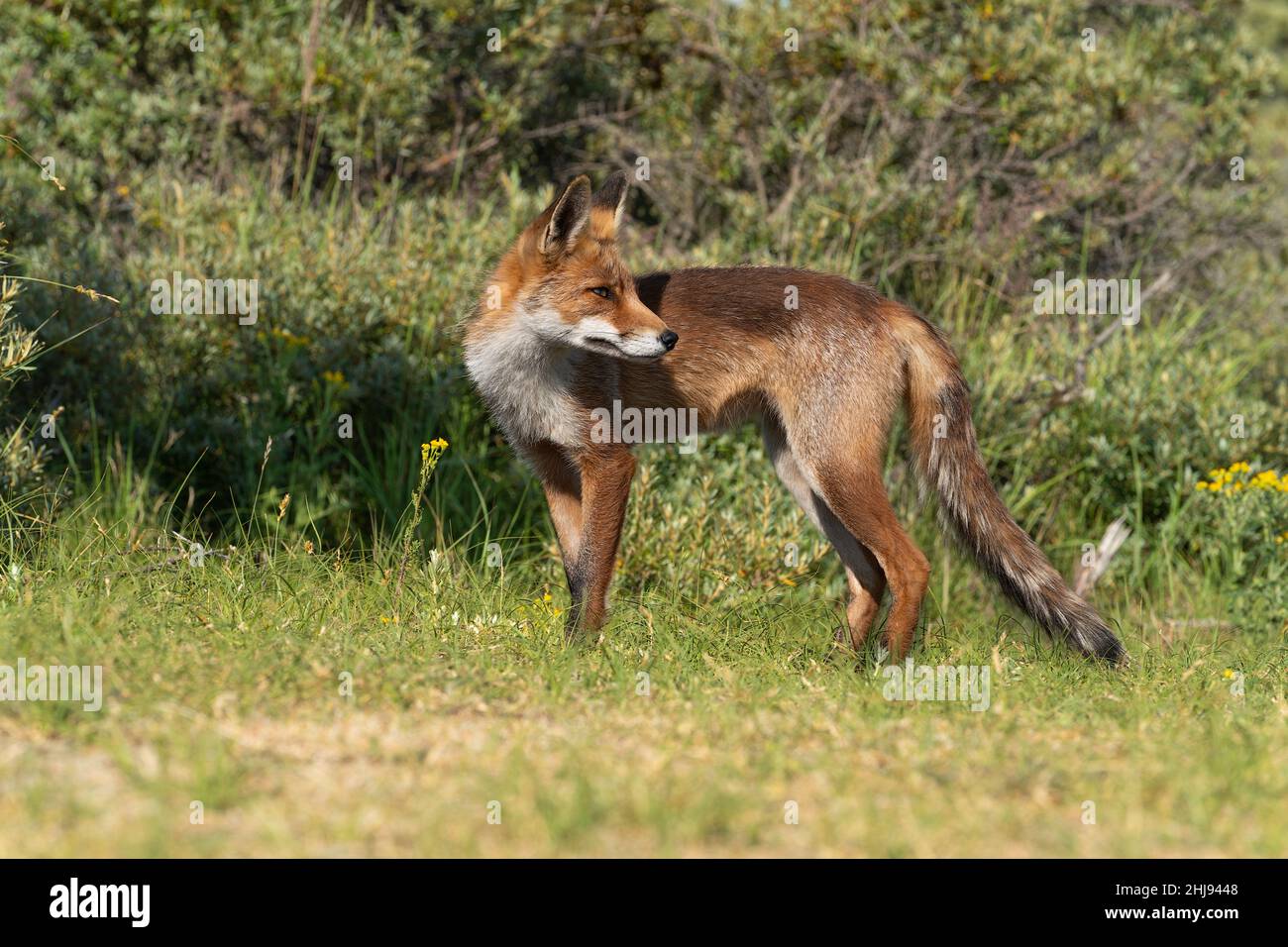 Young Red Fox, the largest of the true foxes, standing looking back in ...