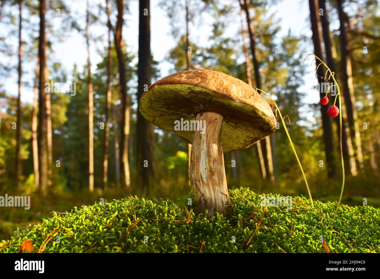 Porcini Cep on sunbeams background in forest. Fungal Mycelium and ...