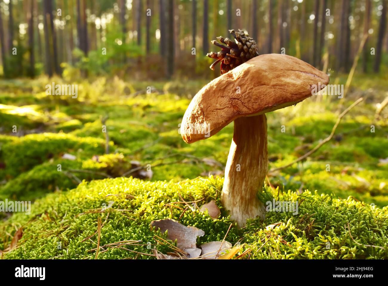 Porcini Cep on sunbeams background in forest. Fungal Mycelium and ...