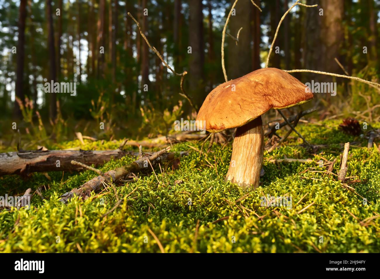 Porcini Cep on sunbeams background in forest. Fungal Mycelium and ...