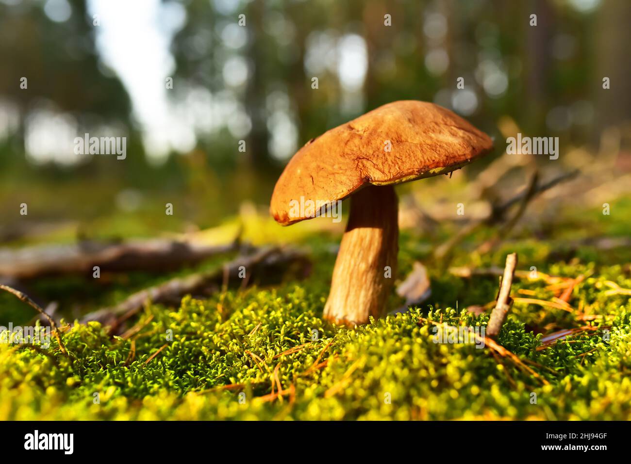 Porcini Cep on sunbeams background in forest. Fungal Mycelium and ...