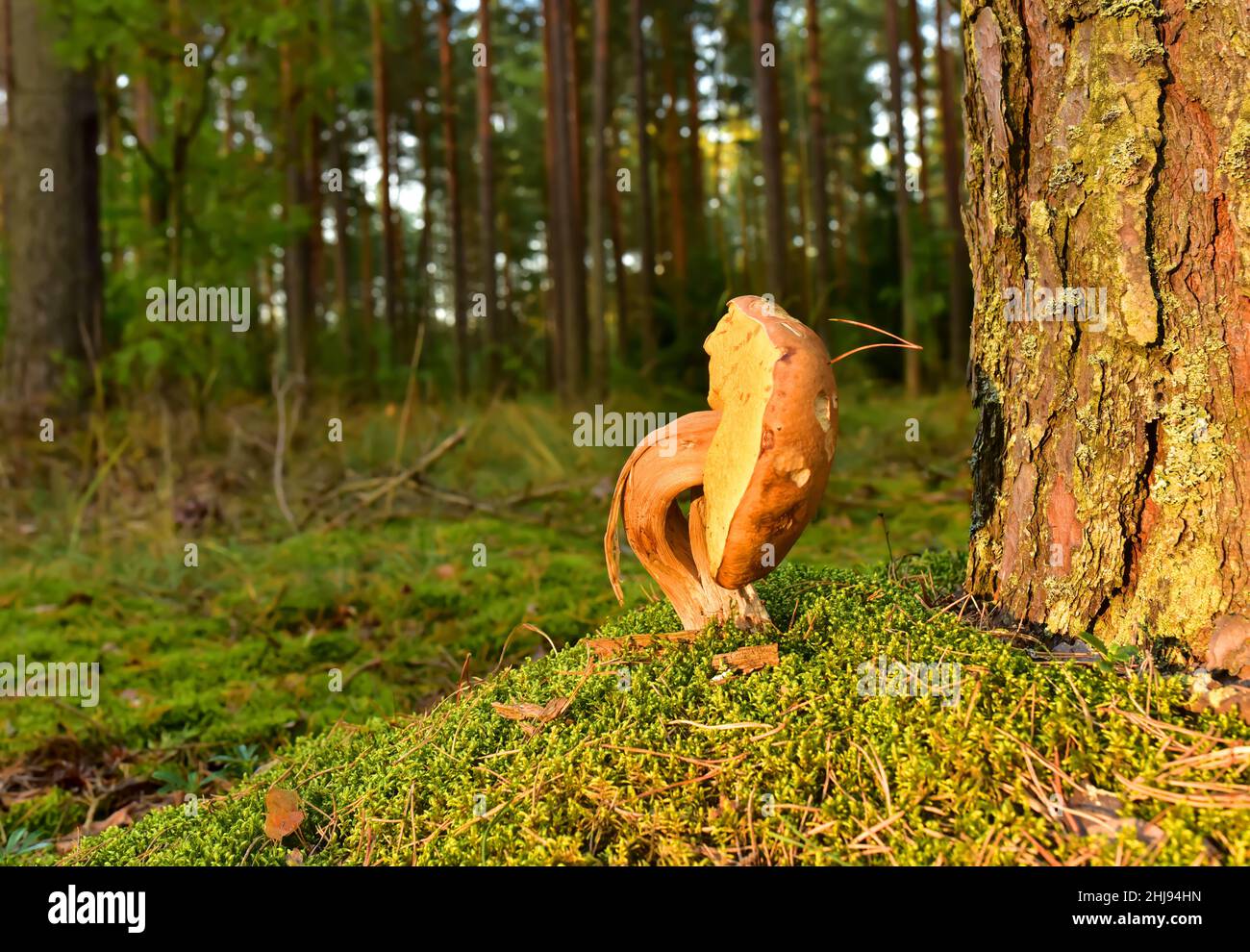 Porcini Cep on sunbeams background in forest. Fungal Mycelium and ...