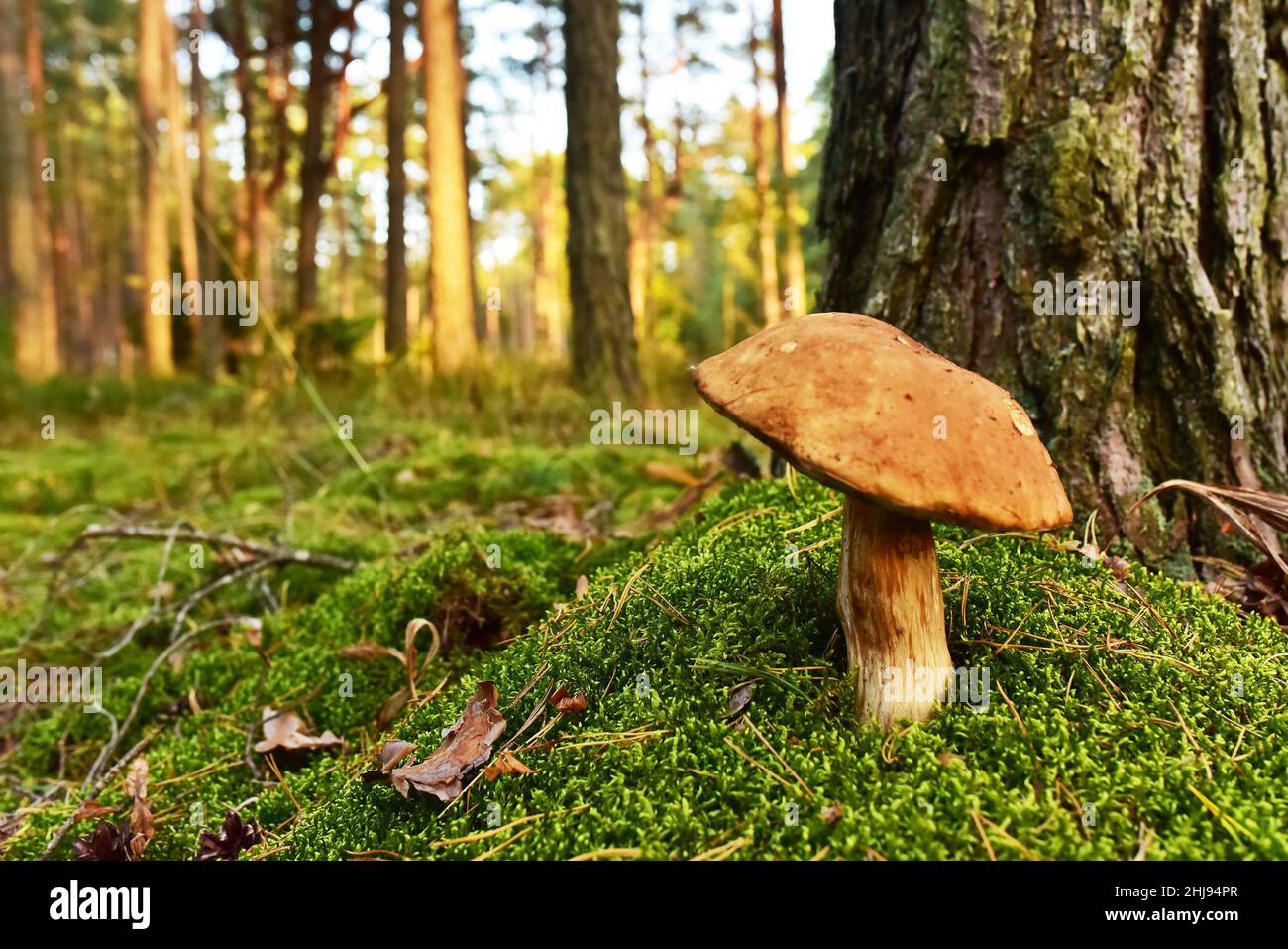 Porcini Cep on sunbeams background in forest. Fungal Mycelium and ...
