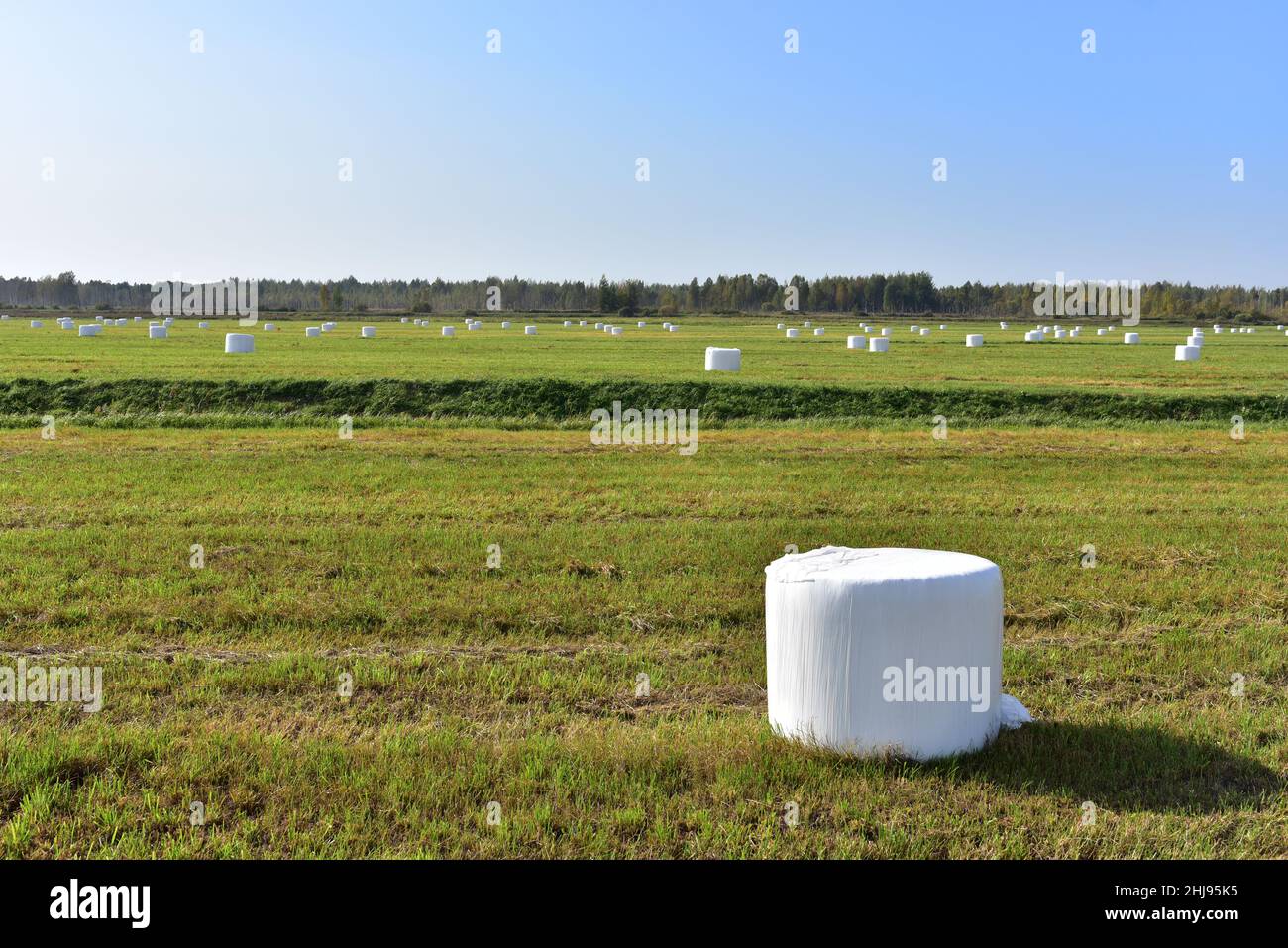 Haystack in rolls in white packages stored in field. Packed hay rolls ...