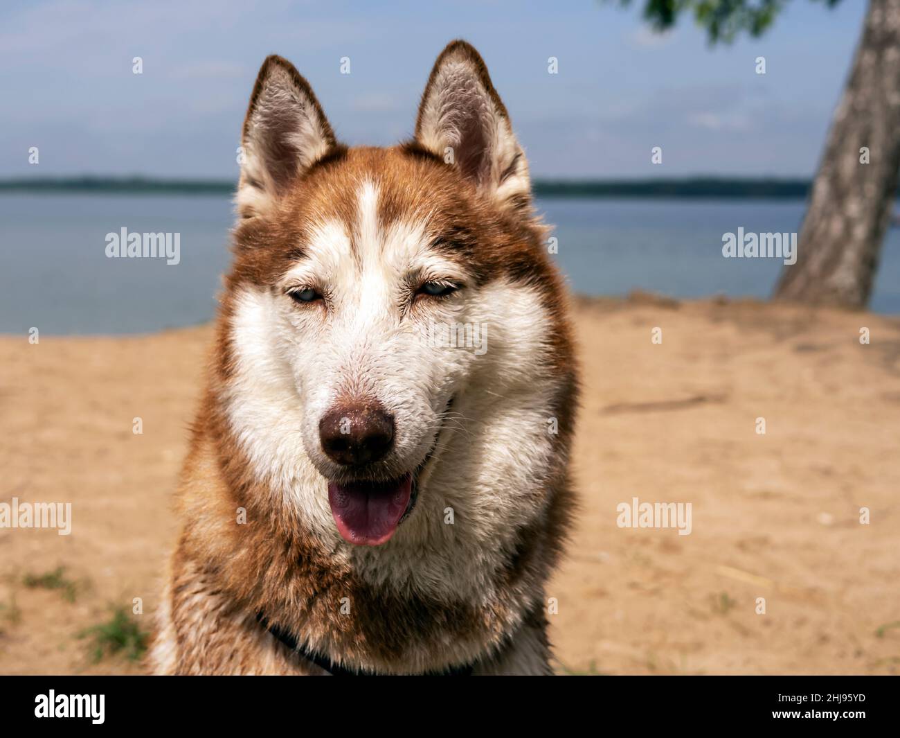 portrait of Wet husky dog near the water. A beautiful husky is swimming ...