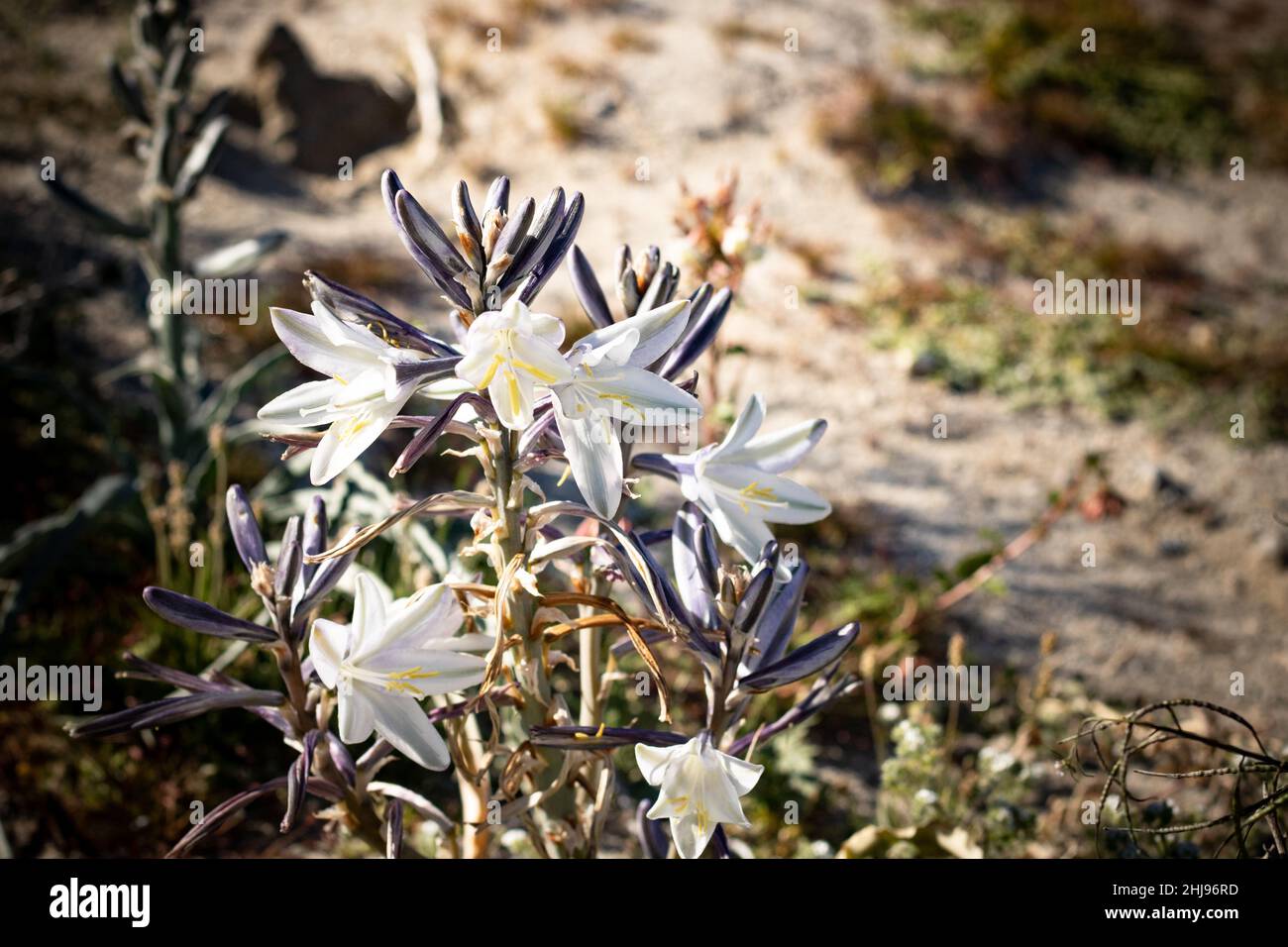 White rare, illusive desert lily close up of Ajo Lily Hesperocallis ...
