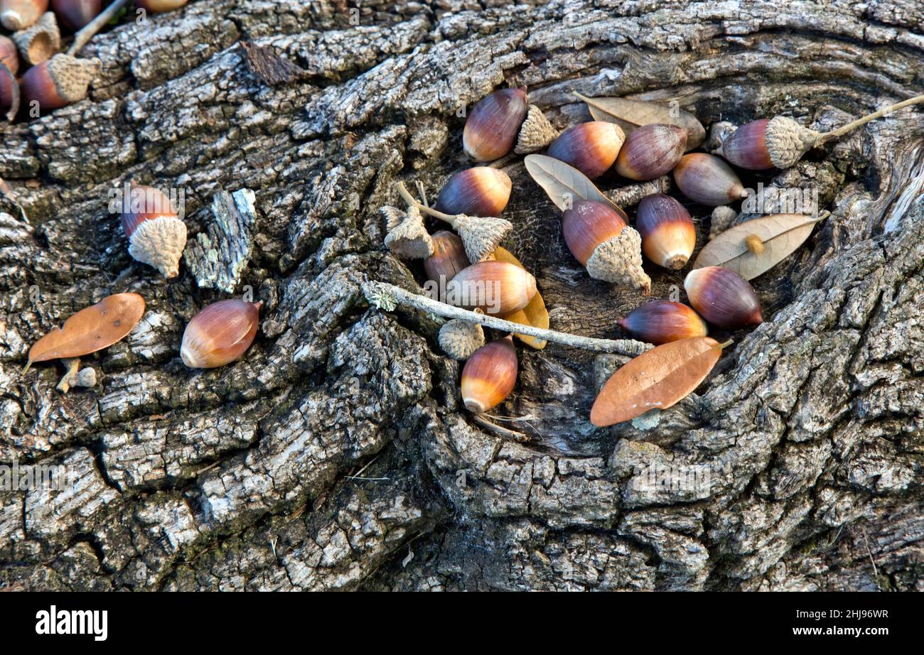 Fallen acorns against Coastal Live Oak bark 'Quercus virginiana', Texas ...