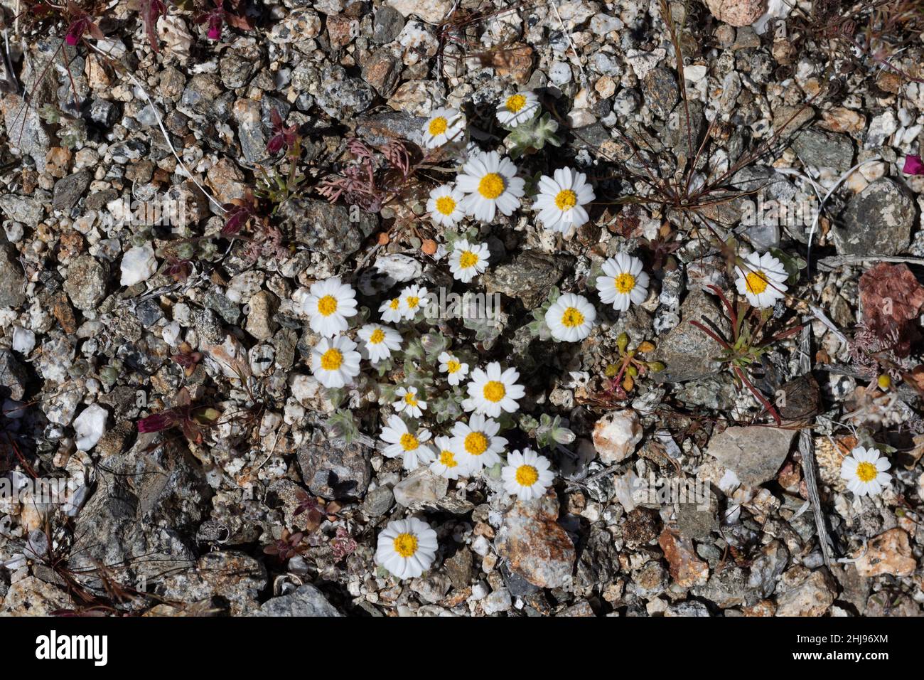 Southwest springtime wildflowers desert star, cheerful, fun, daisy ...