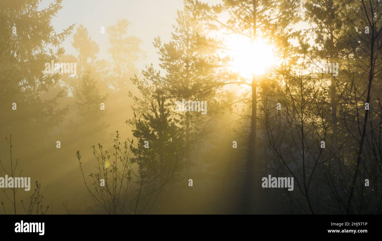 Warm and beautiful rays of sunshine penetrating through trees and ...