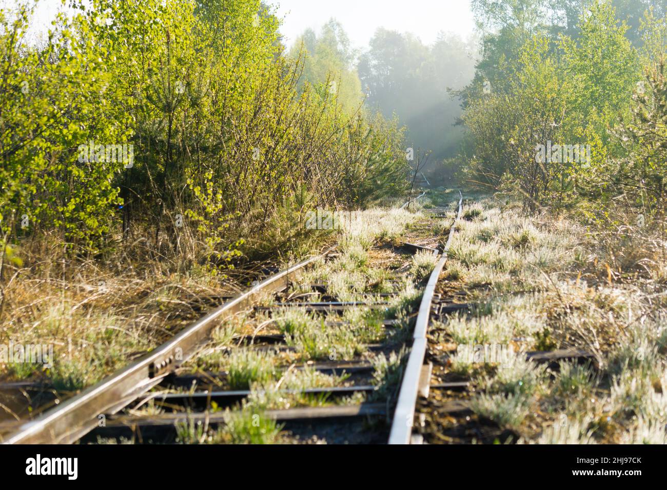 Overgrown old and used railroad tracks leading through a wooded swamp ...