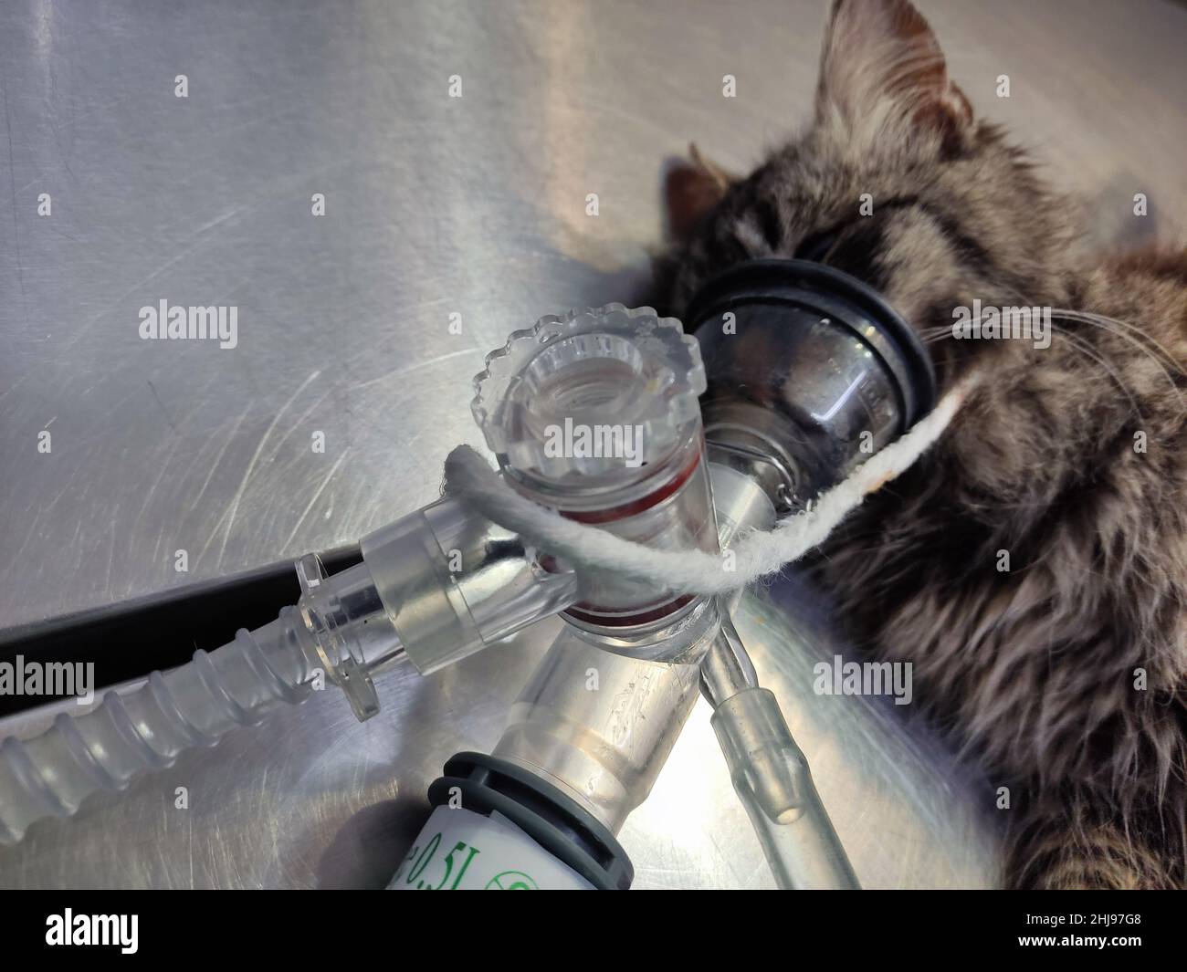 kitten intubated by the vet during surgery Stock Photo - Alamy