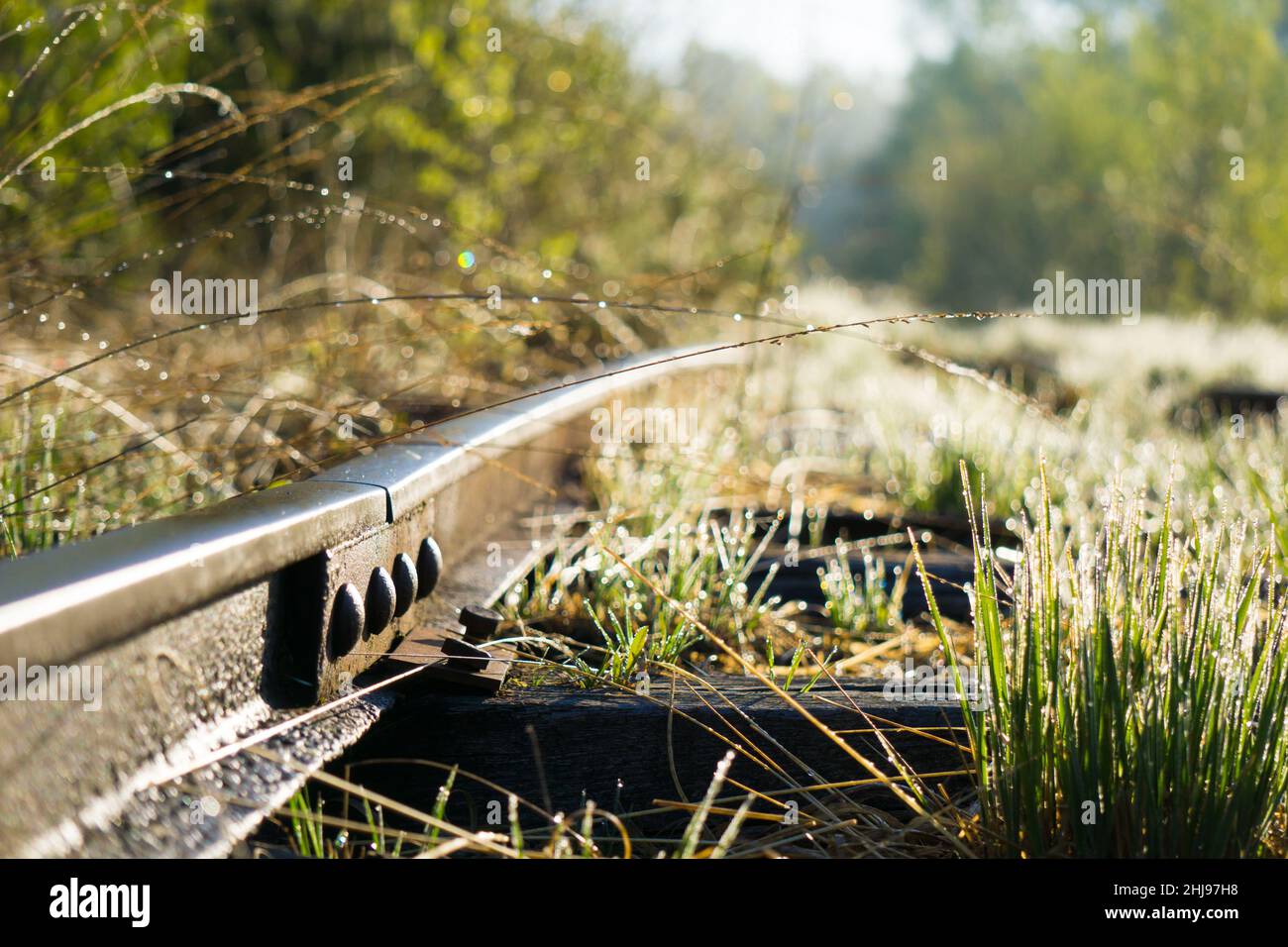 Overgrown old and used railroad tracks leading through a wooded swamp ...