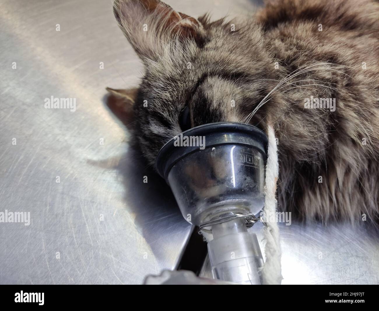 kitten intubated by the vet during surgery Stock Photo - Alamy