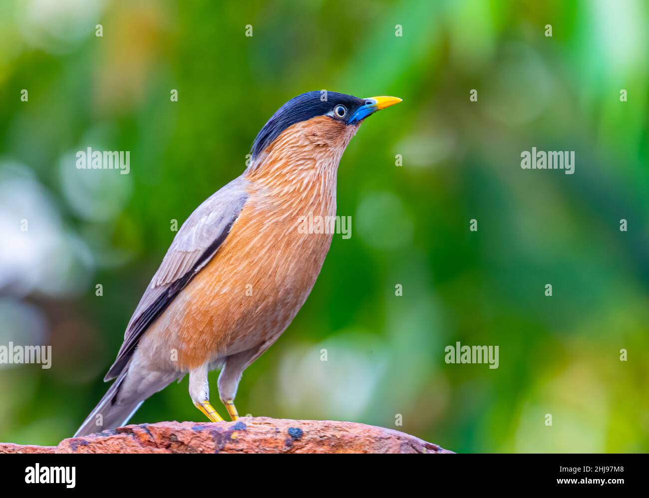 Brahminy Starling in green Back Ground sitting on a brick Stock Photo ...