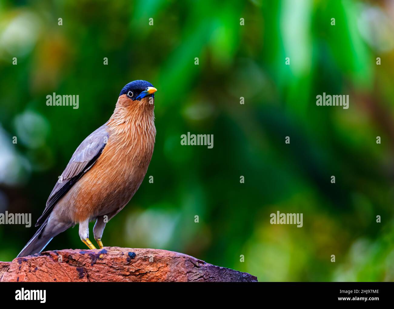 Brahminy Starling sitting on a brick in green Background Stock Photo - Alamy