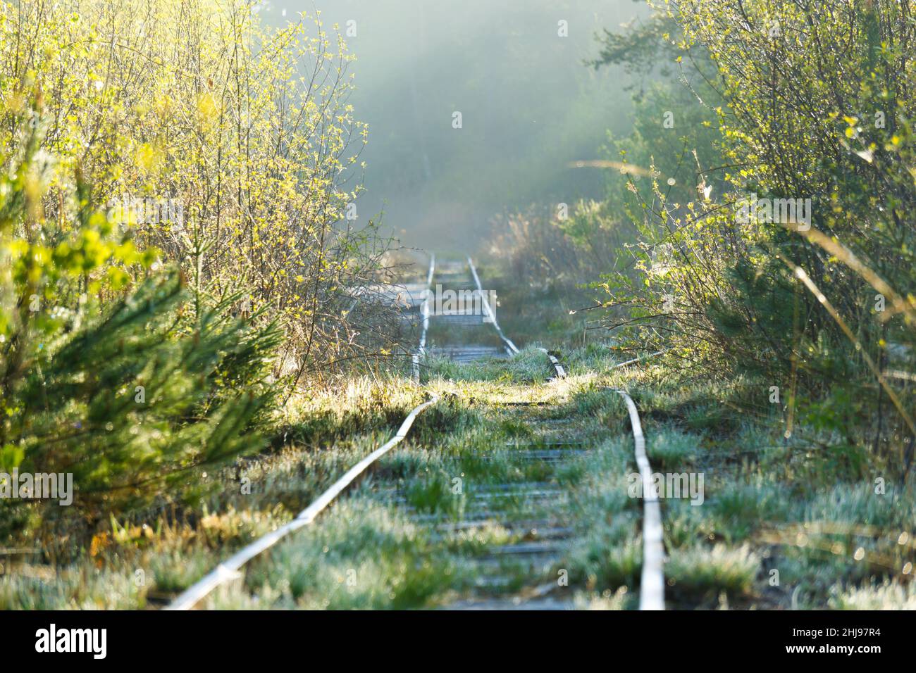 Swamp train tracks hi-res stock photography and images - Alamy