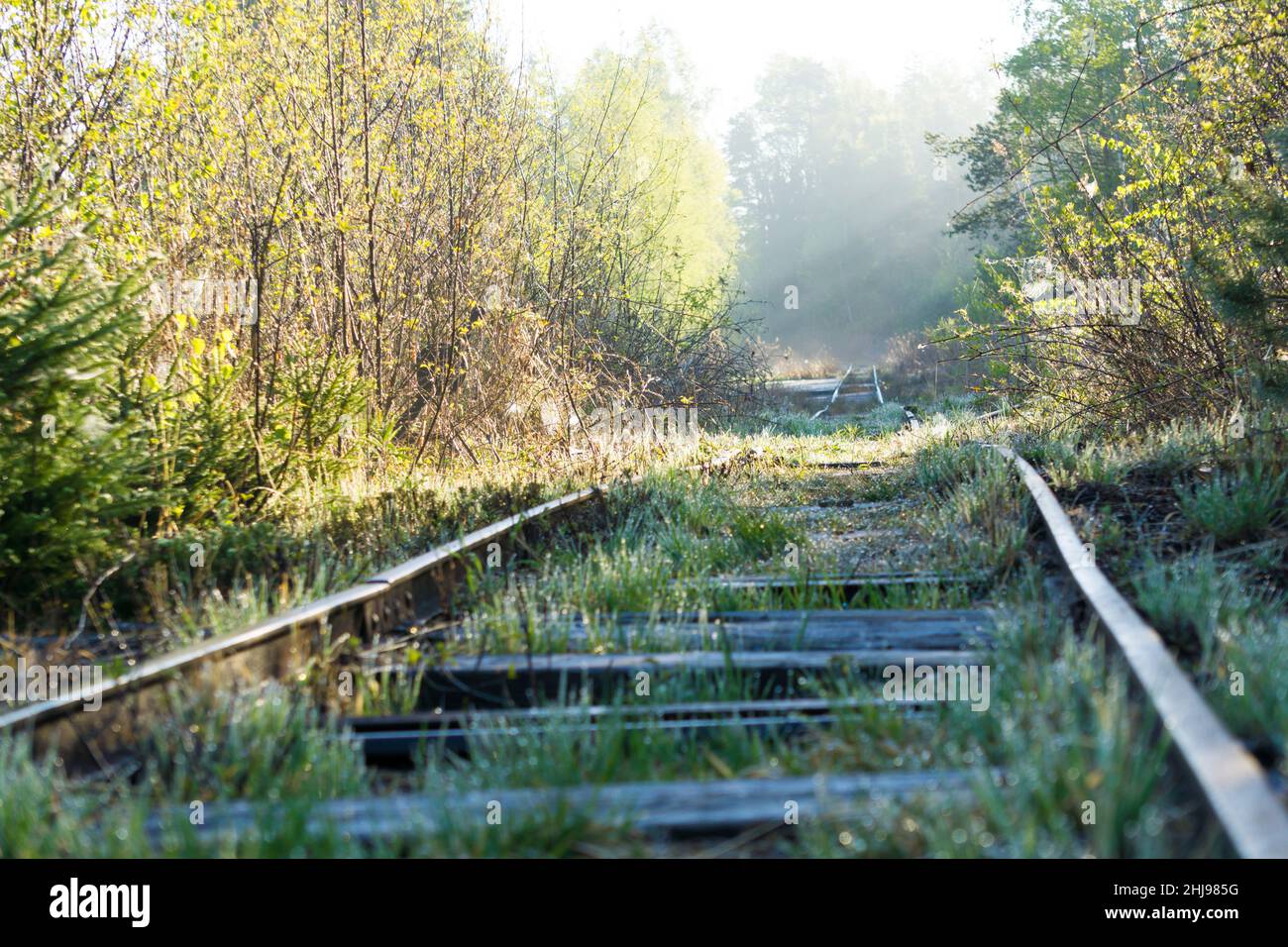 Swamp train hi-res stock photography and images - Alamy