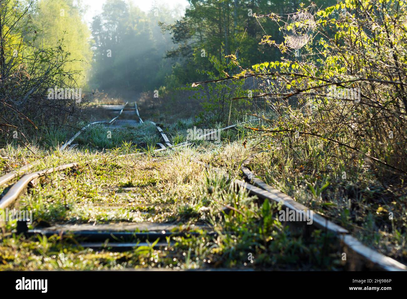 Swamp train hi-res stock photography and images - Alamy