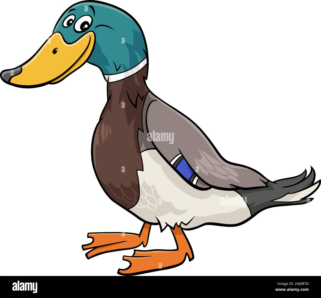 Cartoon illustration of funny wild duck bird animal character Stock ...