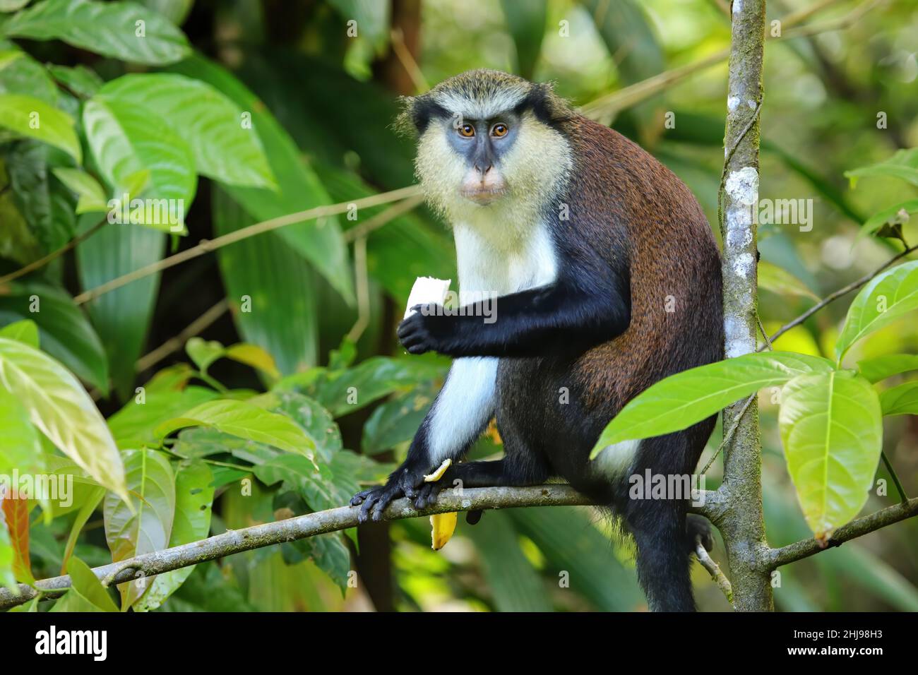 Mona monkey (Cercopithecus mona) sitting on a tree, Grand Etang ...