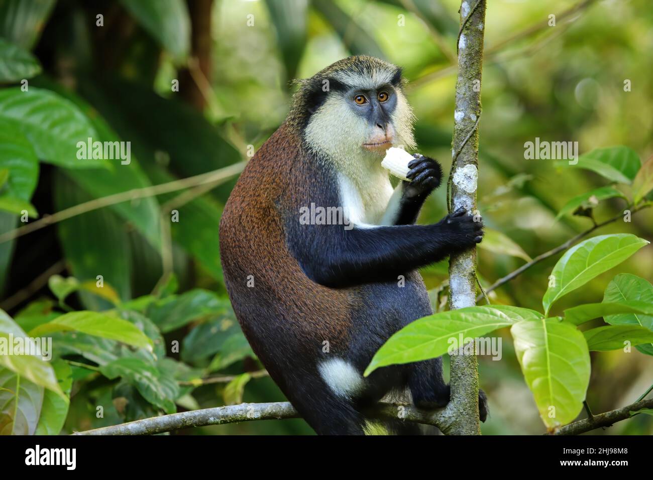 Mona monkey (Cercopithecus mona) sitting on a tree, Grand Etang ...