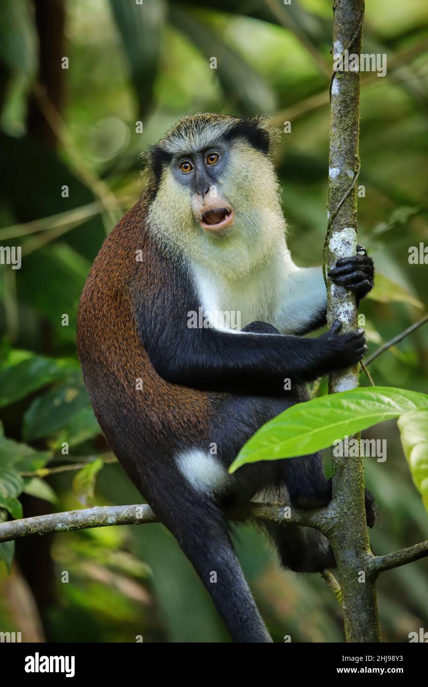 Mona monkey (Cercopithecus mona) sitting on a tree, Grand Etang ...