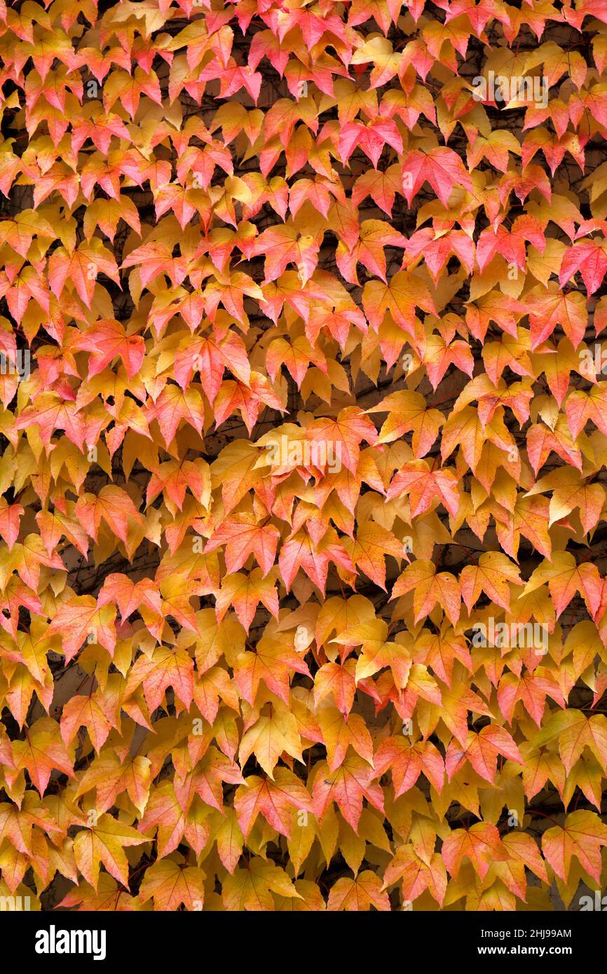 Climbing ivy in autumn colour hi-res stock photography and images - Alamy