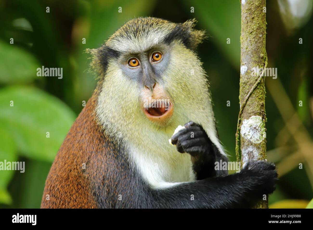 Mona monkey (Cercopithecus mona) eating in a tree, Grand Etang National ...