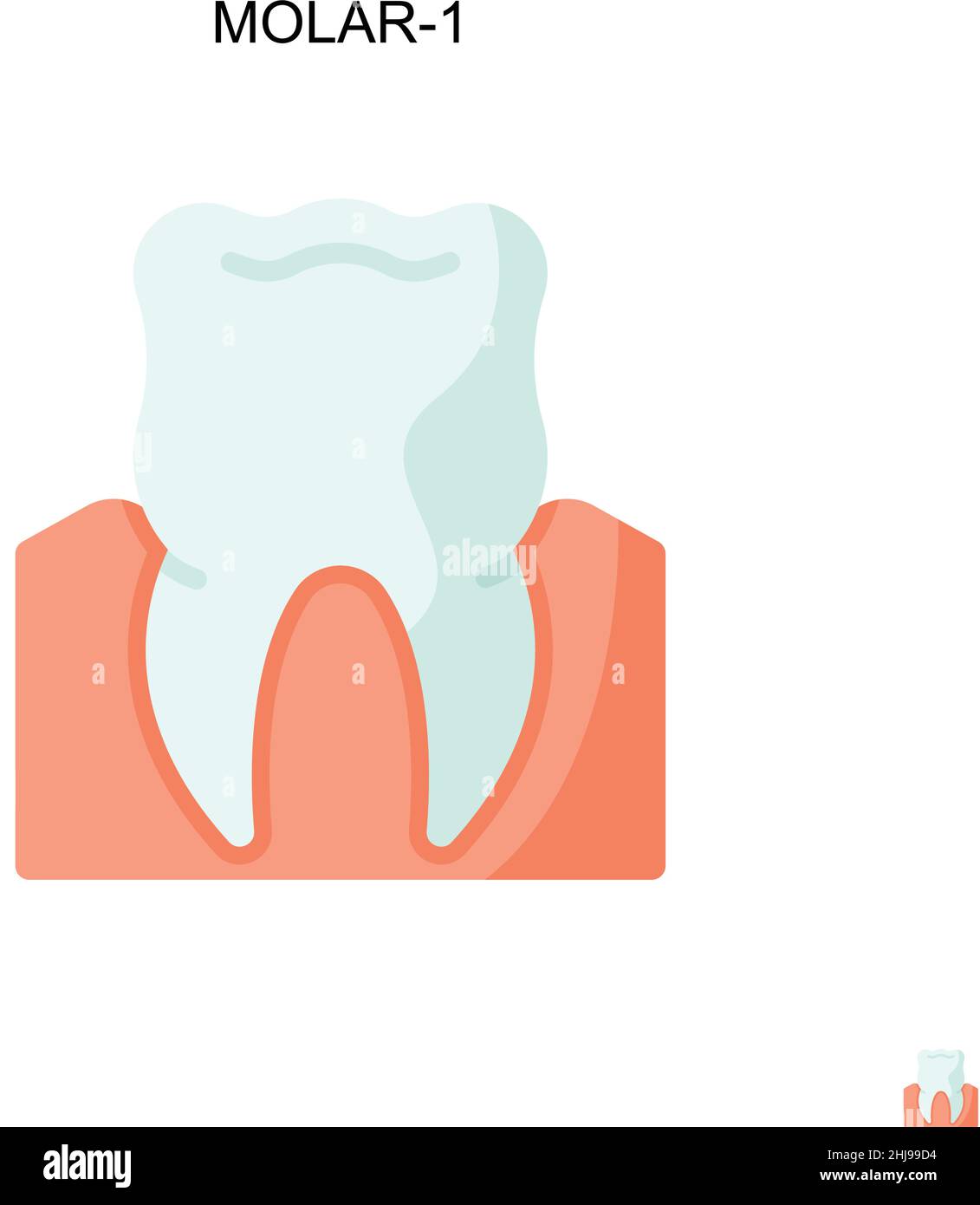 Healthy molar tooth hi-res stock photography and images - Alamy