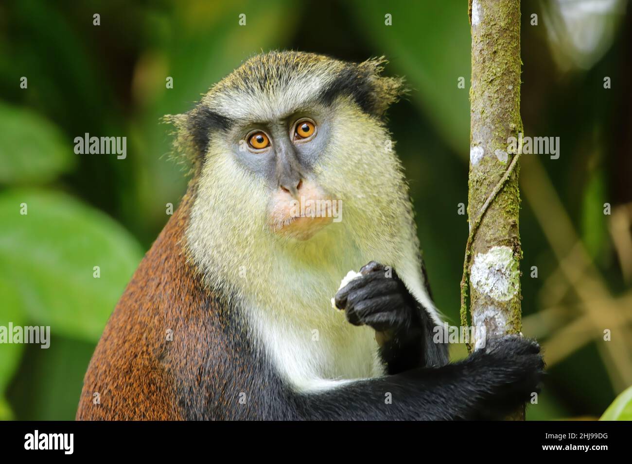 Mona monkey (Cercopithecus mona) eating in a tree, Grand Etang National ...